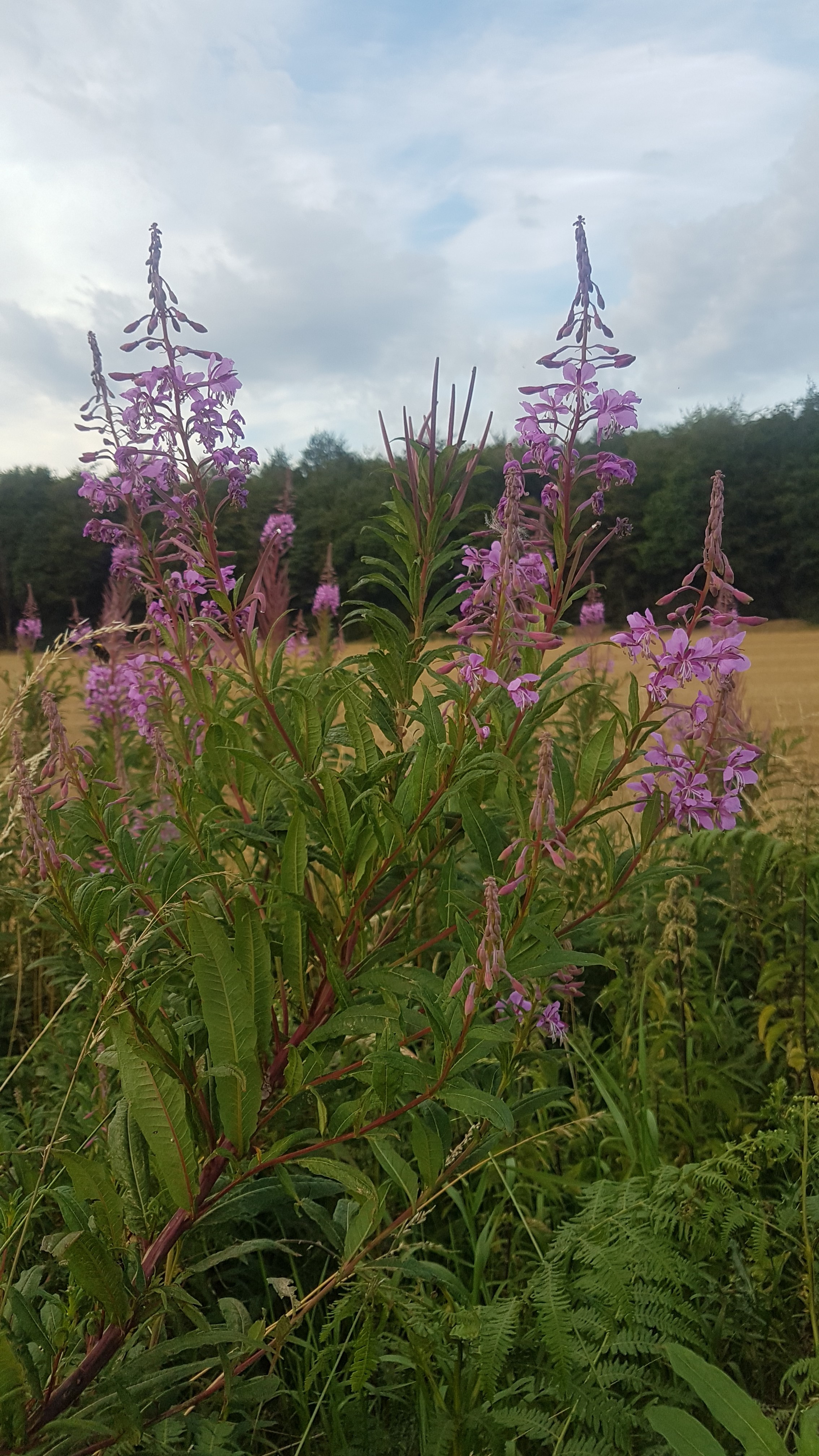 Fireweed Flower Syrup – Starozgredowy Świat